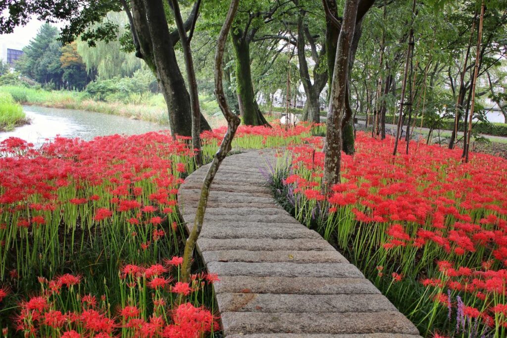 The Red Spider Lily And Why Its Name Is Synonymous With Death ...