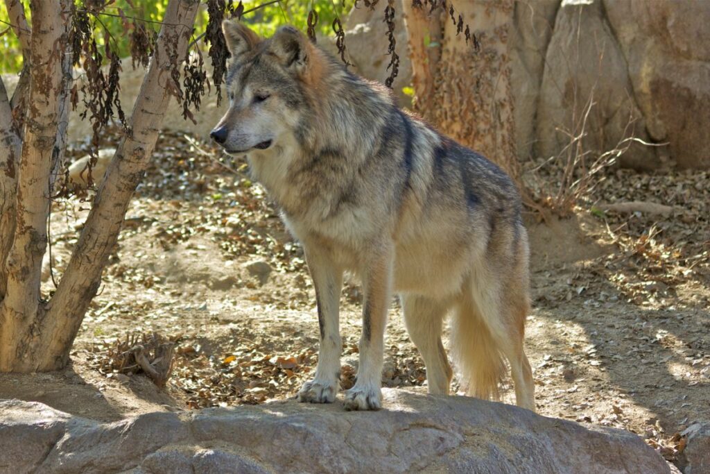 What Has Happened To Mexico’s Lobos? - defendersblog