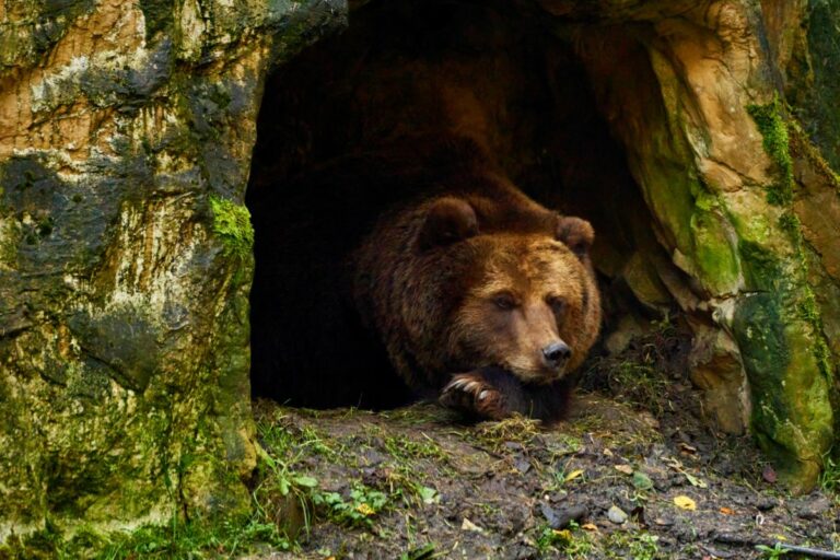 Which Animals Hibernate During Winter? (And Which Are At The Biggest ...