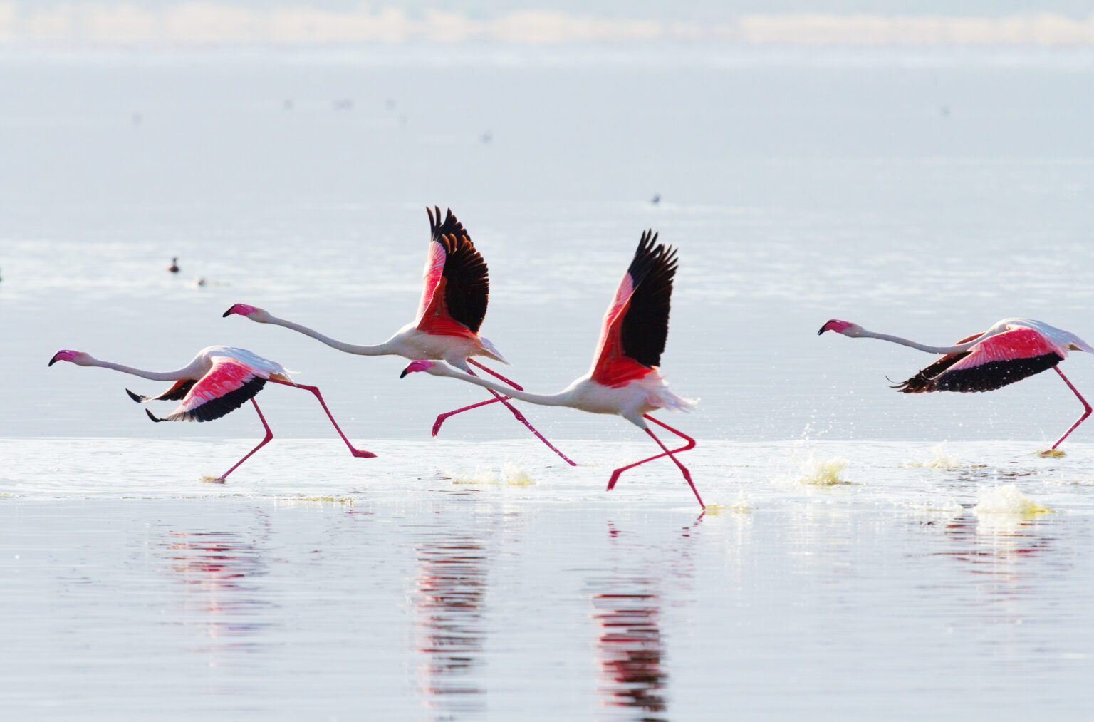 Can Flamingos Fly? - defendersblog