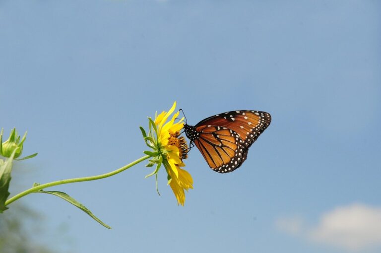 Why are Monarch Butterflies Endangered? - defendersblog